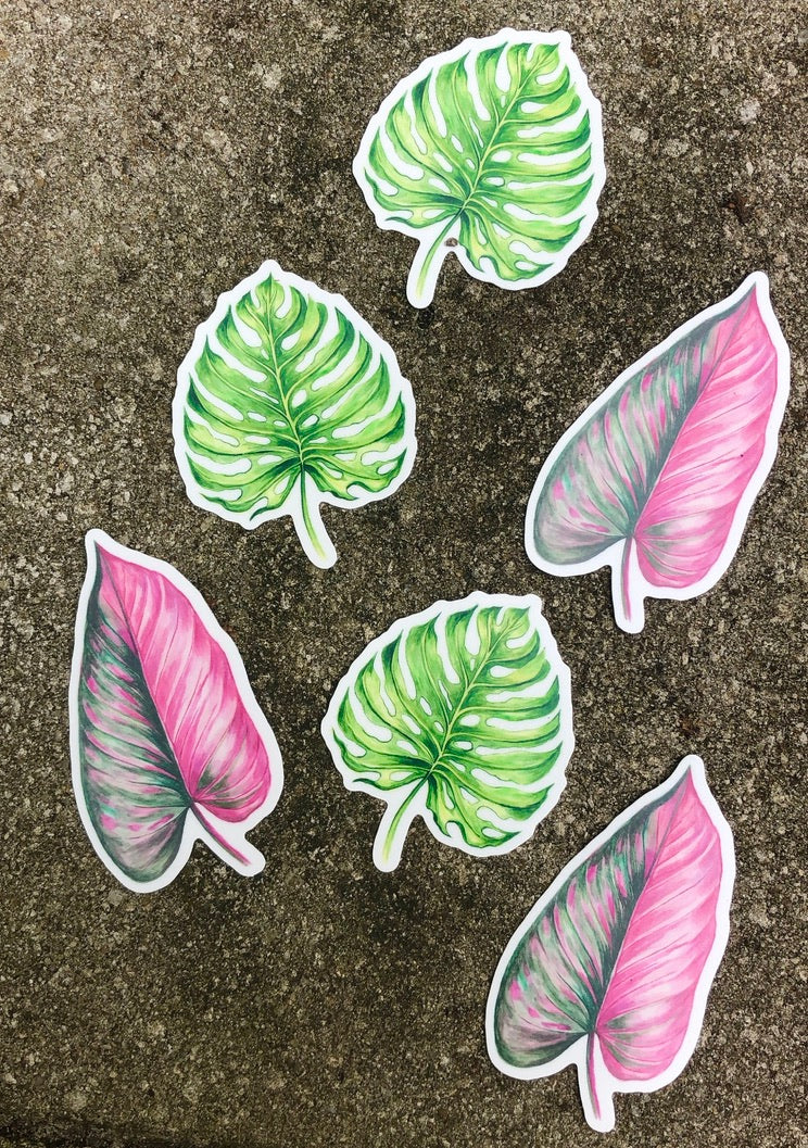 SunSoul Plants - Tropical plants and flowers – SunSoul Creations