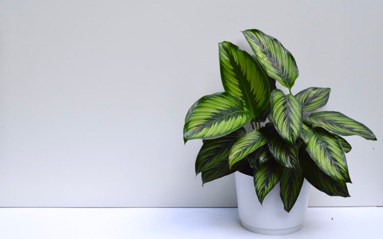 SunSoul Plants - Tropical plants and flowers – SunSoul Creations