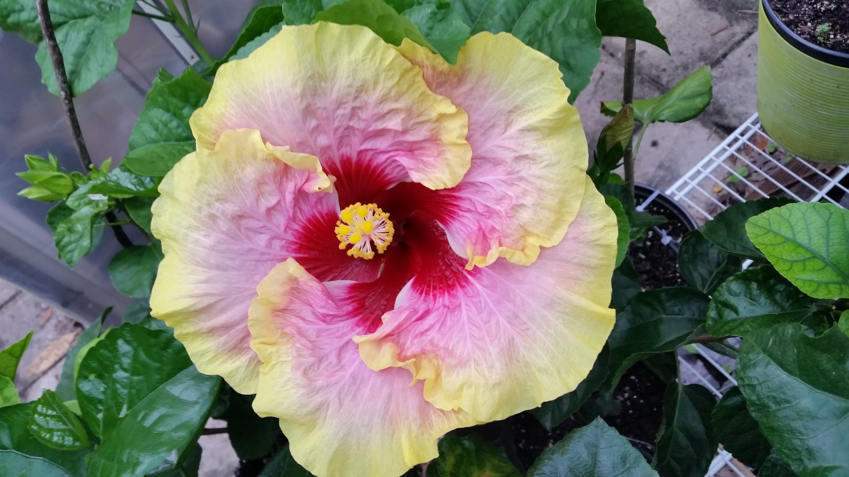 Tropical Hibiscus 'Simple Pleasure' - 6" pot – SunSoul Creations